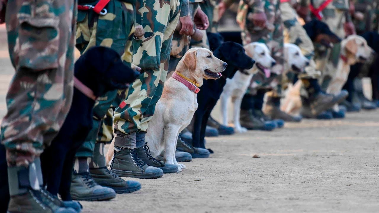 India’s canine brigade - YouTube