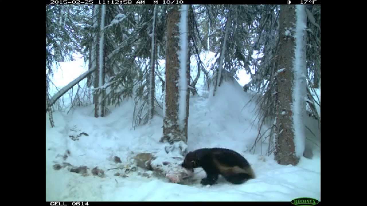 A wolverine eating a carcass - YouTube