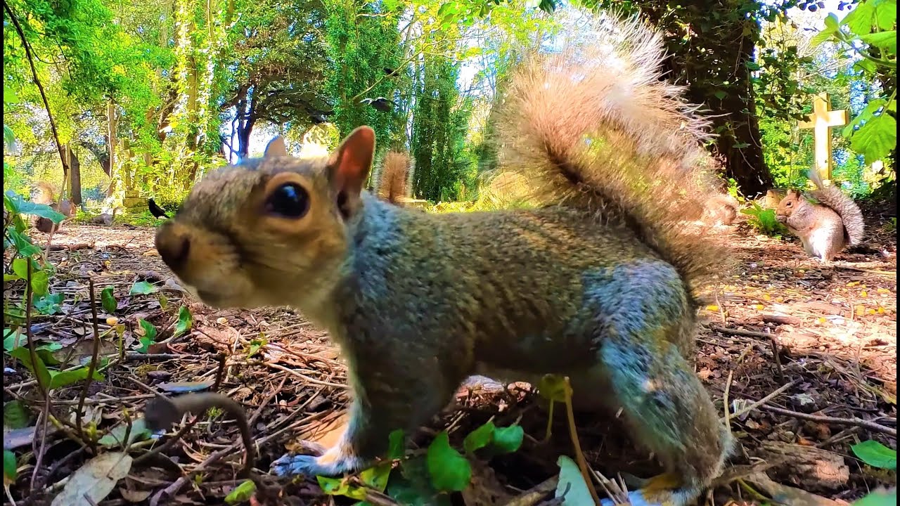 Cute Squirrel Special, Woodland Nature Path / Trail Cam / Cemetery Wildlife 4K - YouTube