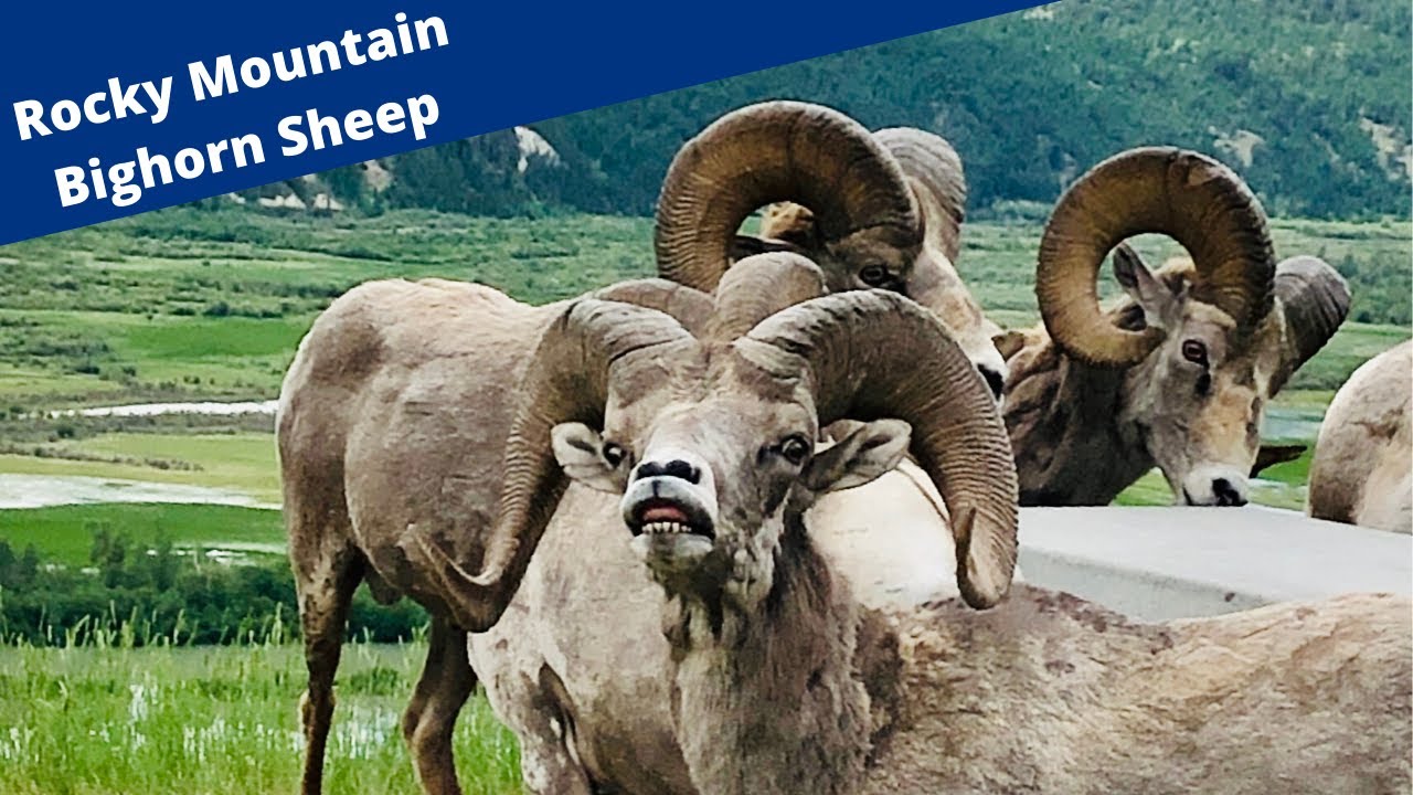 Iconic Bighorn Sheep in Radium Hot Springs - YouTube