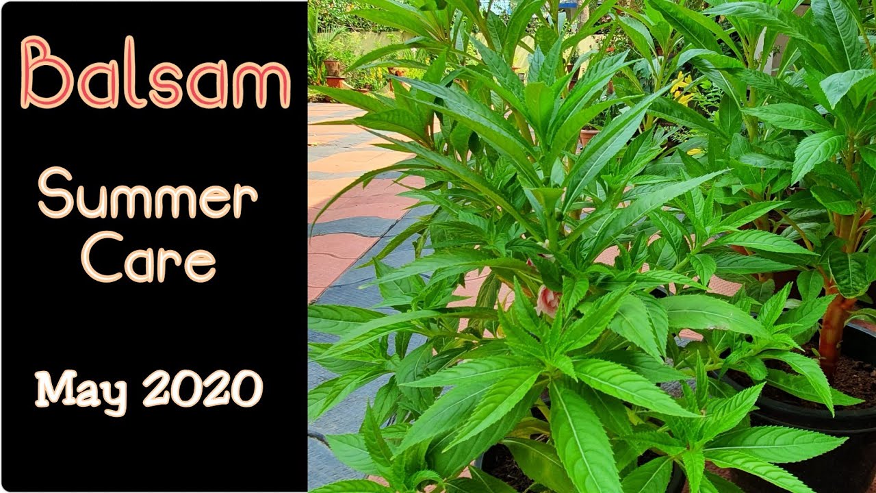 Balsam - Summer care. Tips and guidance to grow in Tropical weather ...