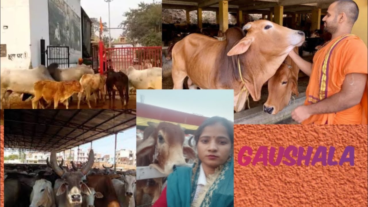 Gausha kaise hoti // Gaushala kya hai//Gaushala Mai kitni Gaye hoti hai ...