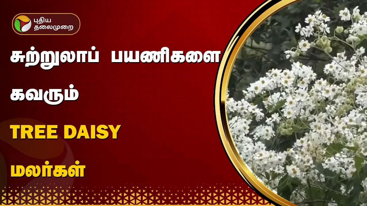 சுற்றுலாப் பயணிகளை கவரும் TREE DAISY மலர்கள் | Nilgiri | PTT - YouTube