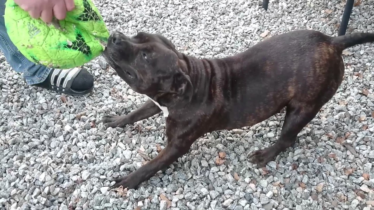 Staffordshire Bull terrier making funny sounds - YouTube