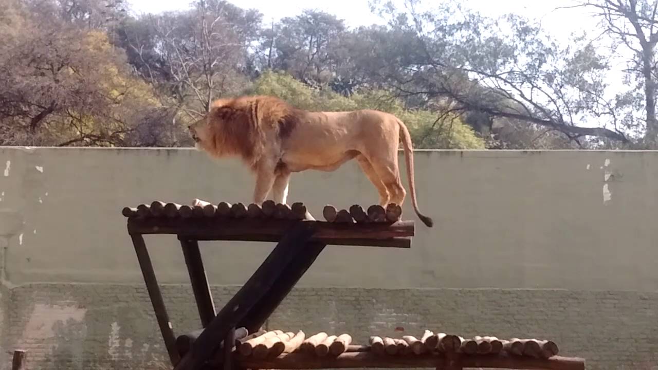 León ruje en el zoo de Córdoba - YouTube