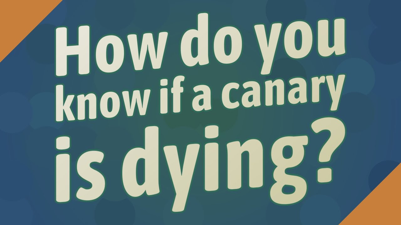 How do you know if a canary is dying? - YouTube