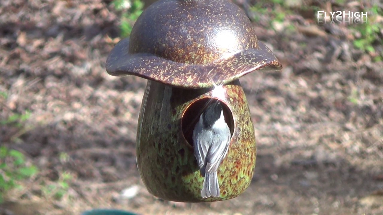 Saint Patrick's Day Birds. FTHVN 507 - YouTube