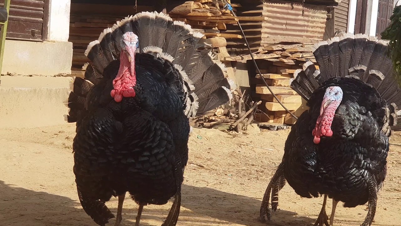 Turkey ( game bird) - YouTube