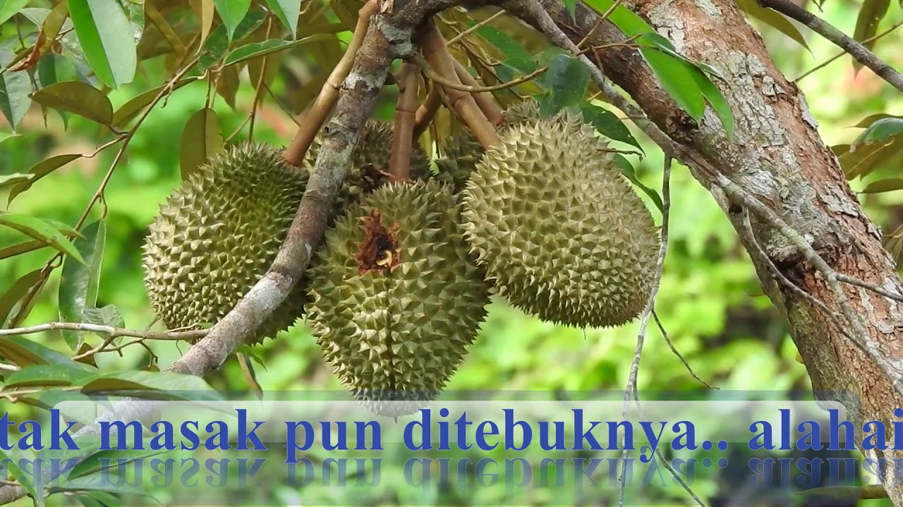 Tokwan menebas di cerun curam - YouTube