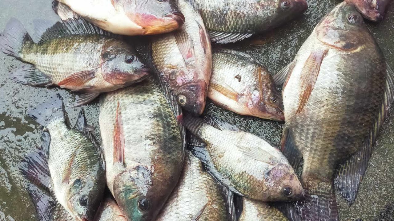 pampanga fish on biyaya ng ulan😊😊😊 - YouTube