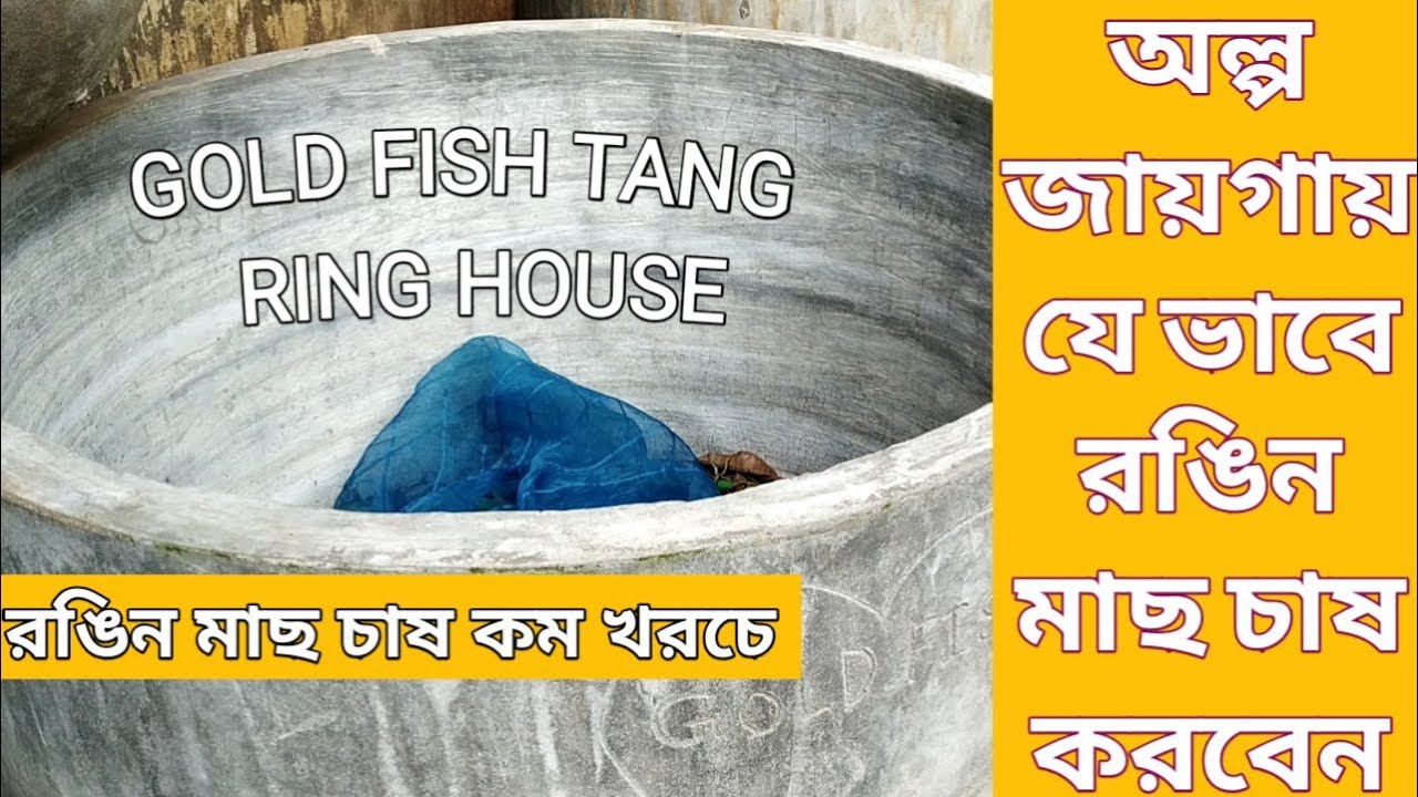 রঙিন মাছ চাষ করুন|Rongin Mach chas|Roging mas palon poddhoti in ...