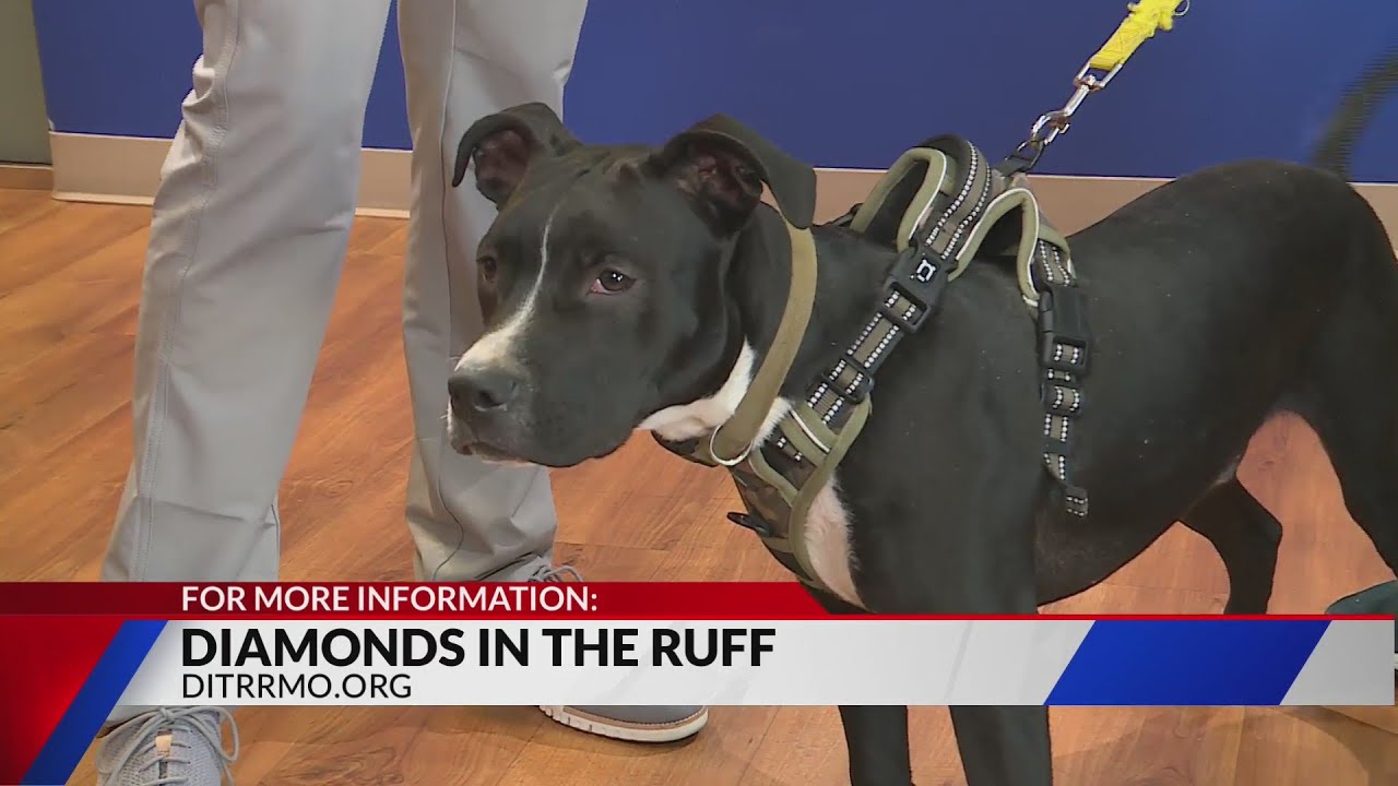 'Diamonds In The Ruff' organzations aims to find pets a forever home ...
