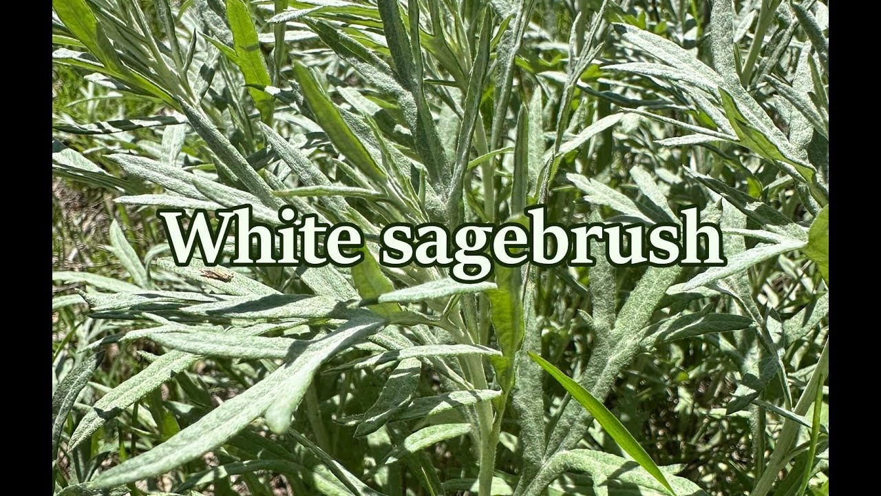 White sagebrush - fragrant medicine. - YouTube
