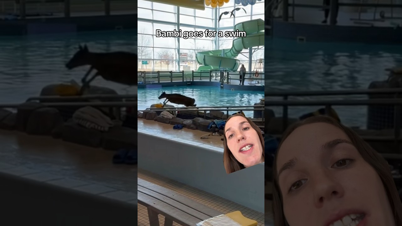Imagine swimming with Bambi! I’m glad everyone is safe (video credit to ...