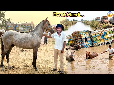 Horse 🐎 Lany ky Leay Faisalabad Mandi Ponch Gy 😍 Big Surprise Coming Soon🔜….