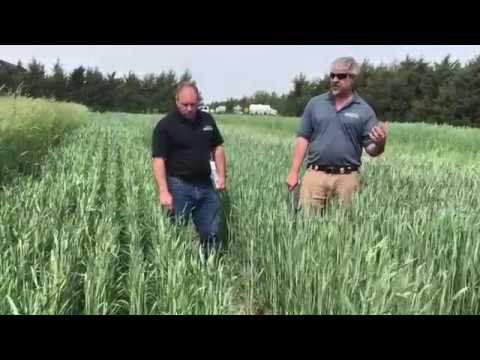 VNS Spring Triticale & Surge Spring Triticale - YouTube