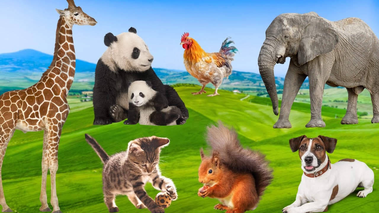 The Exceptional Beauty of Animals - Squirrel, Cat, Panda, Elephant ...