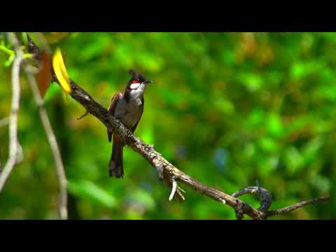 Red Whiskered Bulbul Bird Video