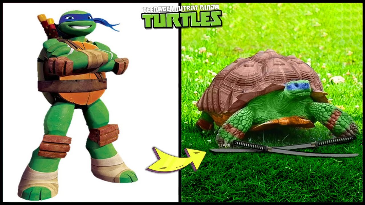 Teenage Mutant Ninja Turtles In Real Life And Other Favorites ...