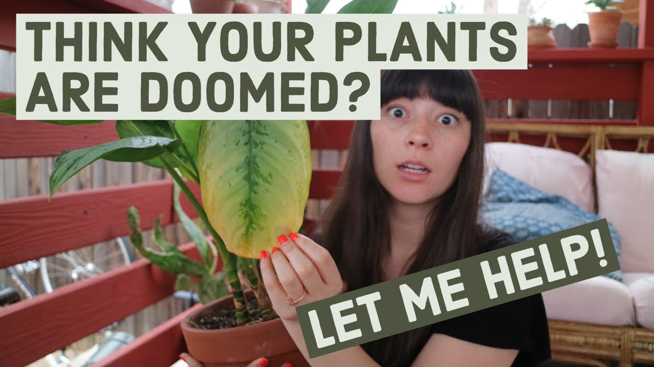 Think Your Plant Is Dying Tips To Turn It Around YouTube think-your-plant-is-dying-tips-to-turn-it-around-youtube
