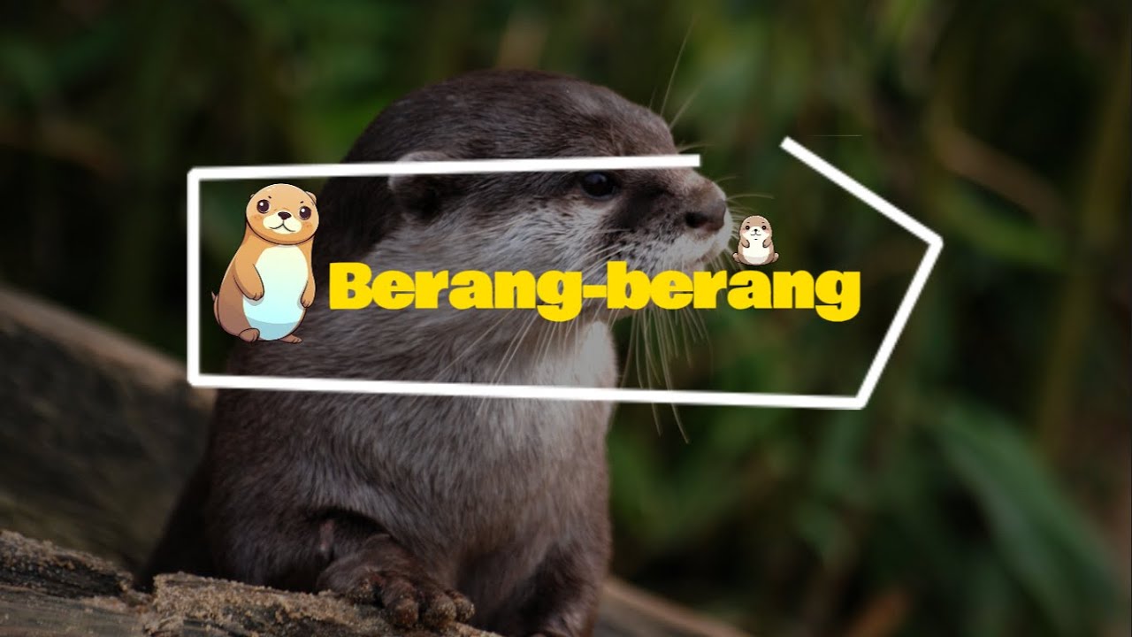 Berang-berang (Musang Air) - YouTube