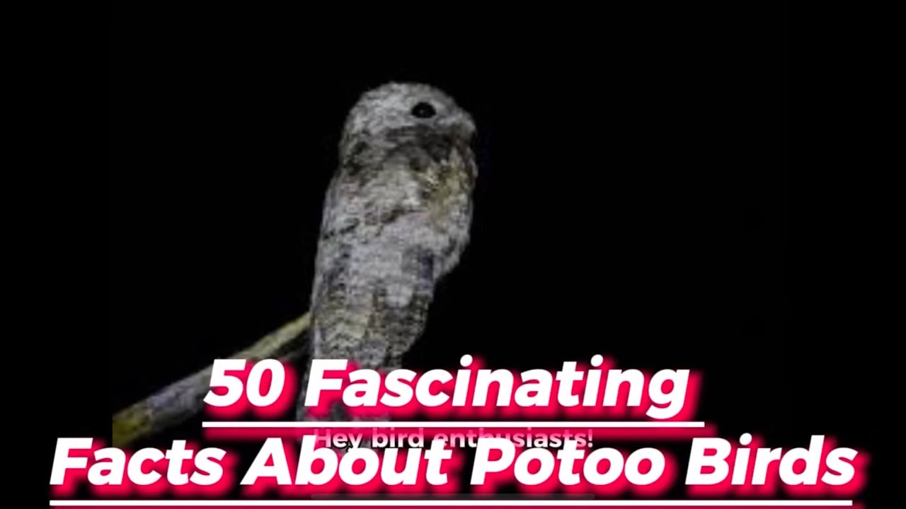 50 fascinating facts about Potoo birds 🦅. - YouTube