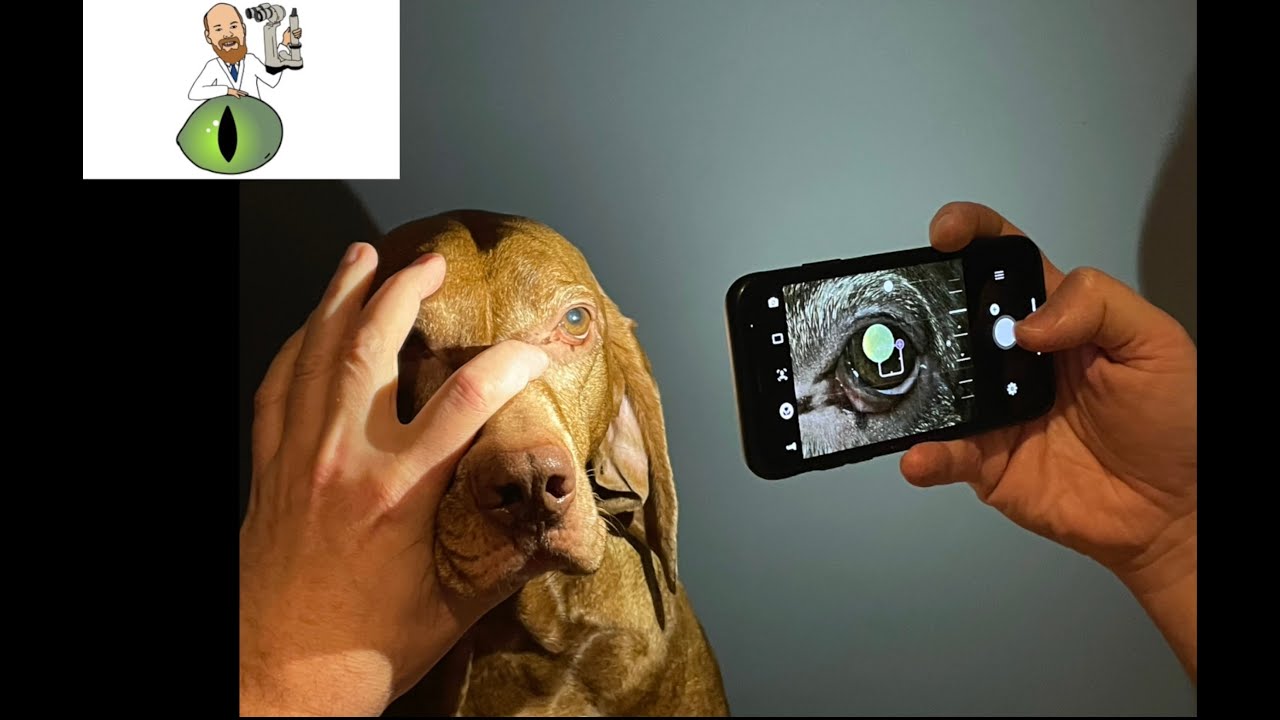 How to take pictures of your pet's eye - YouTube