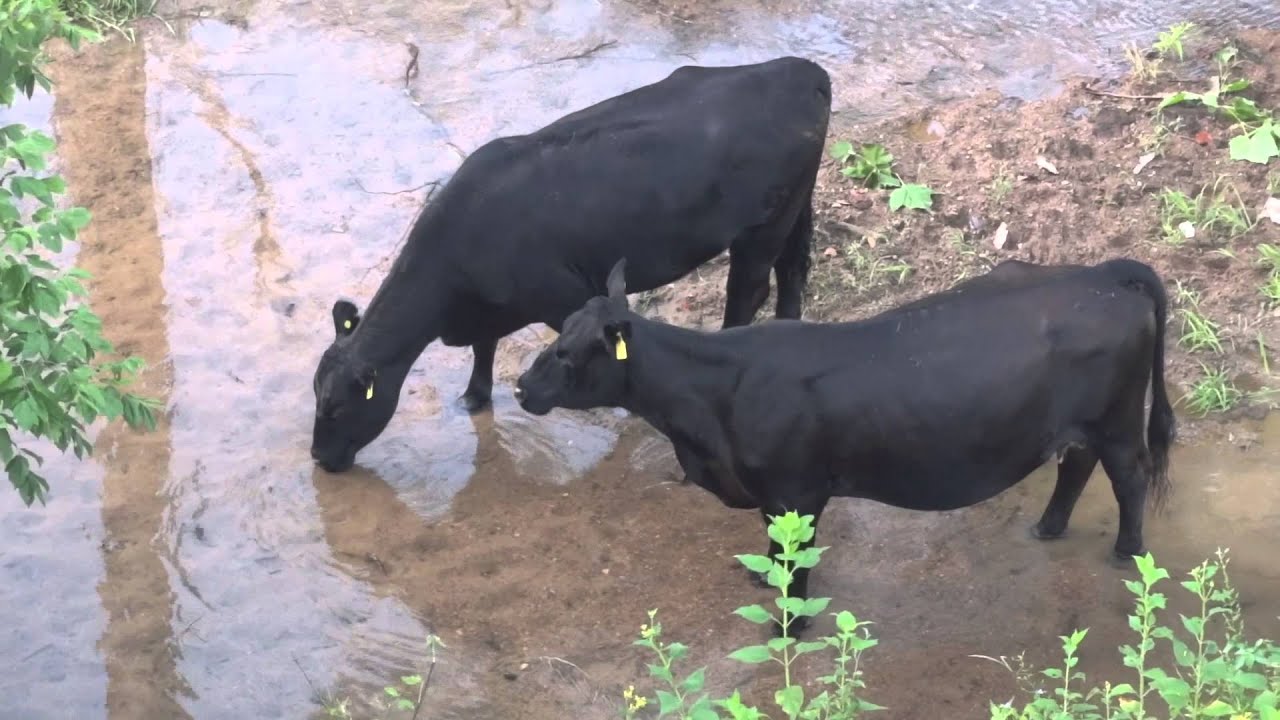 Animal sightings, while walking, Blue Ridge Parkway 8-30-2012 - YouTube