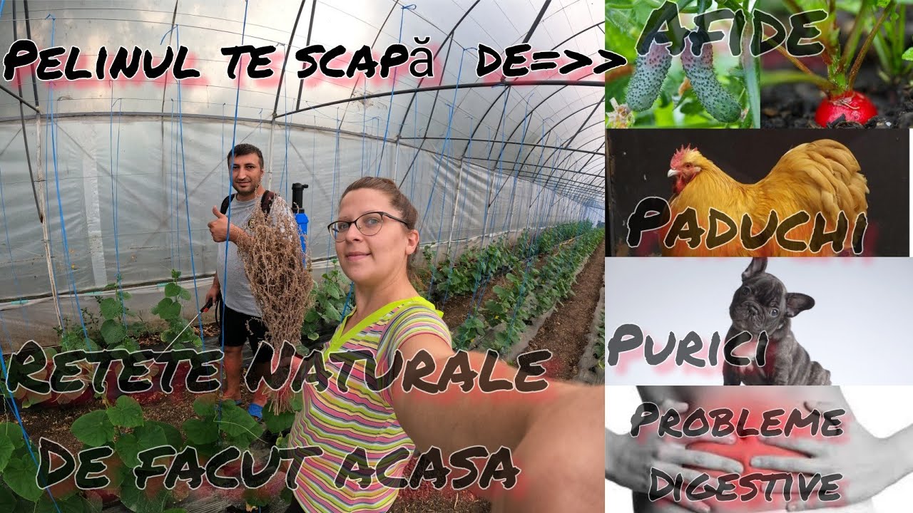 Insecticid din Pelin pentru Plante si Repelent pentru pureci paduchi ...