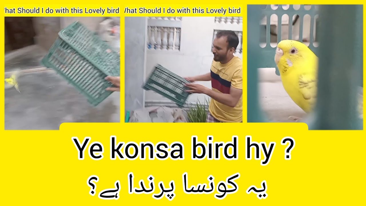 Ye konsa bird hy | Yellow bird | MG Vlogs - YouTube