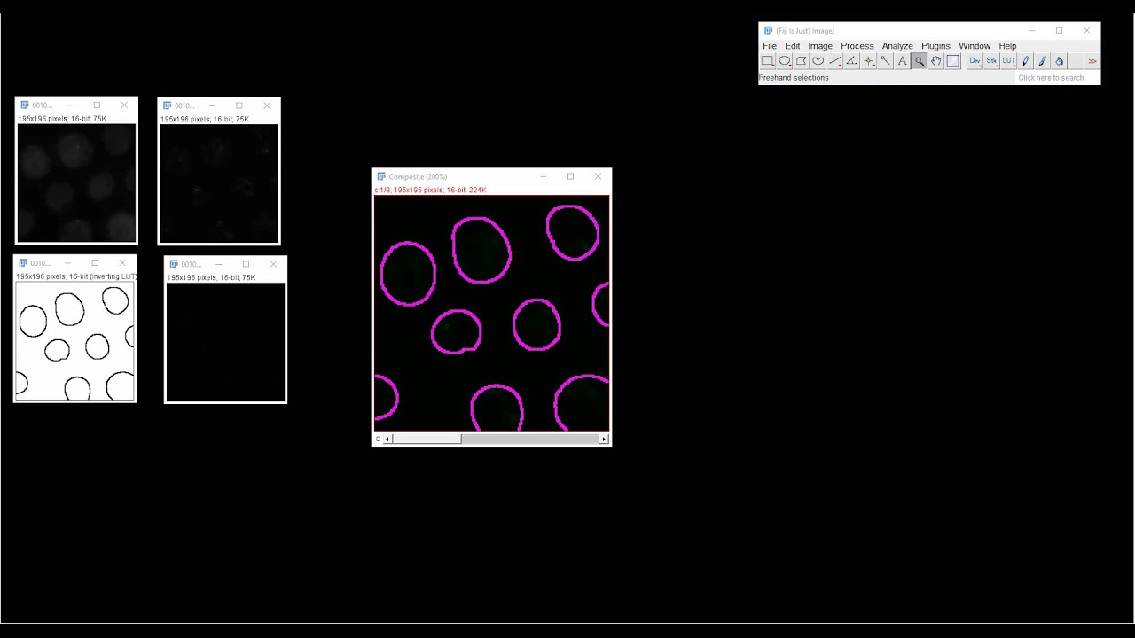 Create nucleus boundary with ImageJ #imageprocessing #imagej - YouTube