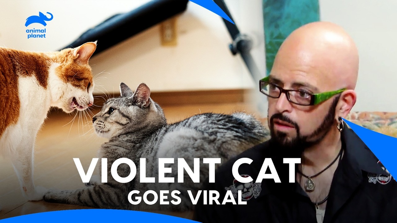 CALL 911! Cat Attack Left 8-Month-Old Baby with a Bleeding Scratch | My ...