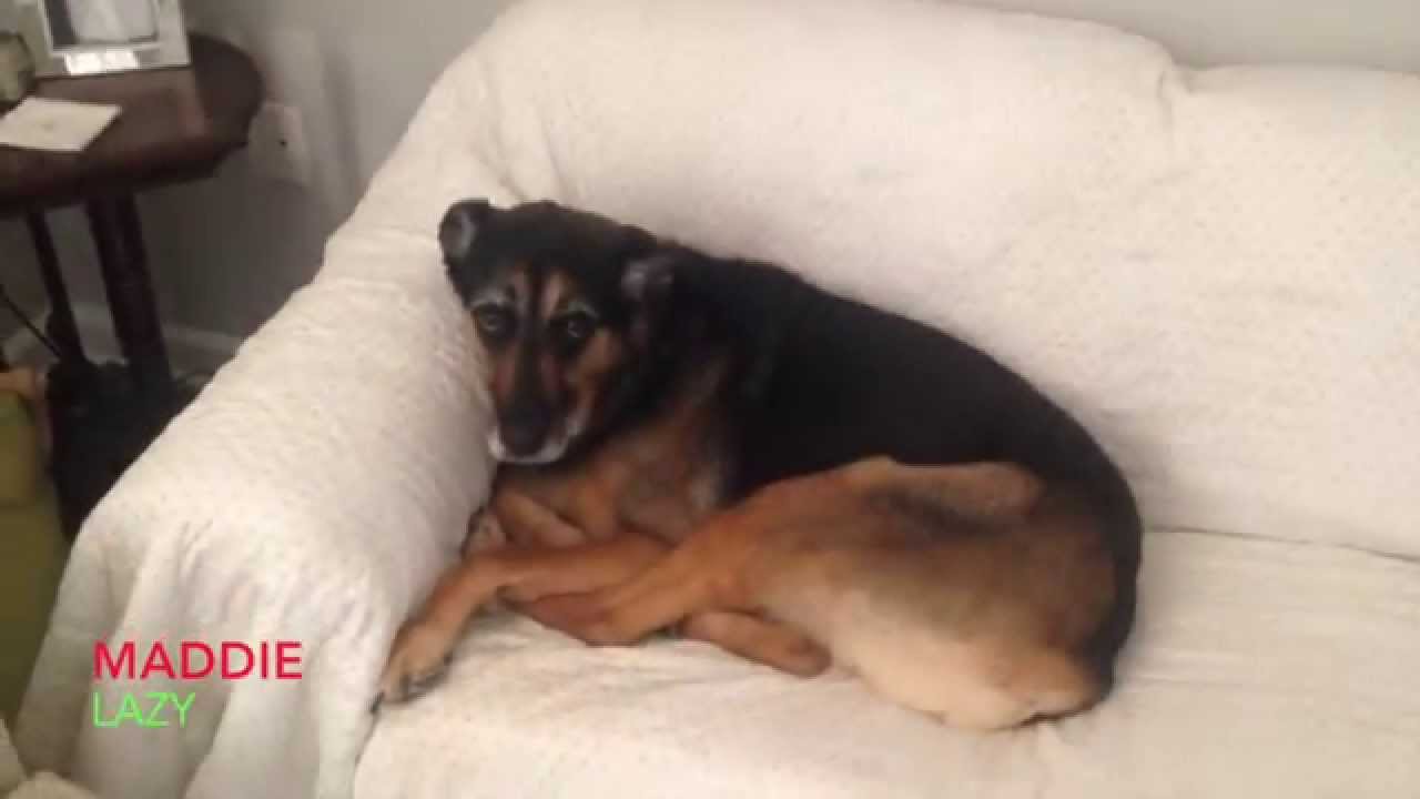 Dogs !!! - YouTube