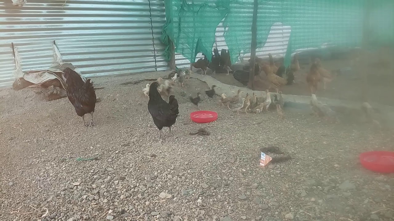 Titar Bater aur murgiyon ki jang - YouTube