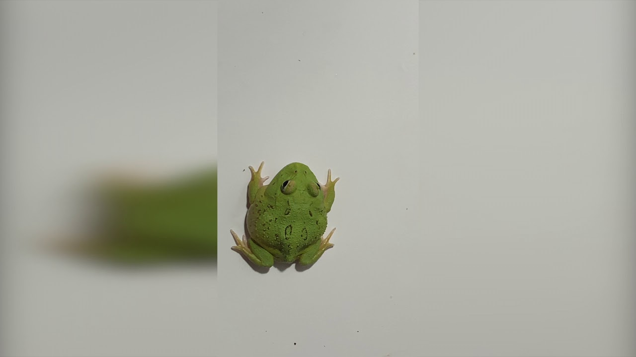 What to do when you are bit by a Pacman frog - YouTube