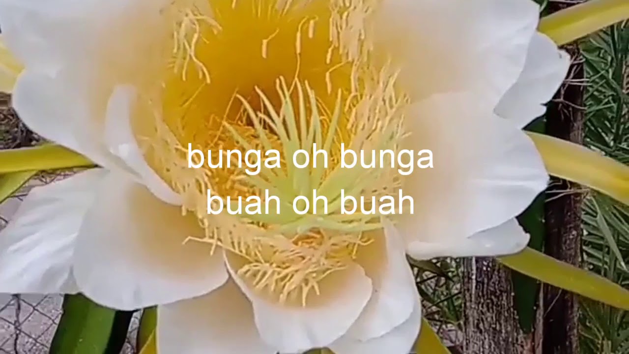 Bunga oh bunga, Buah oh buah - YouTube