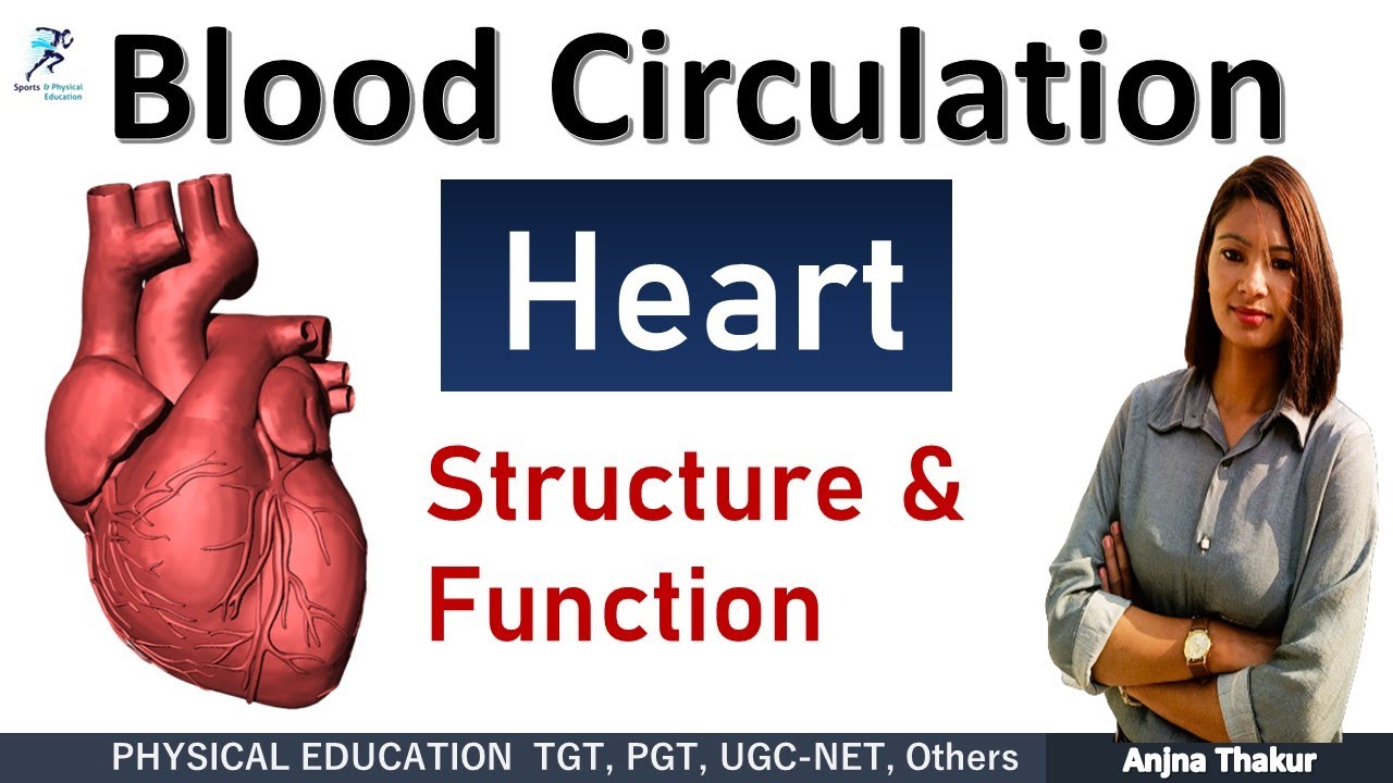 Circulatory system | Human Heart & Its Function | Blood vessels | Layer ...