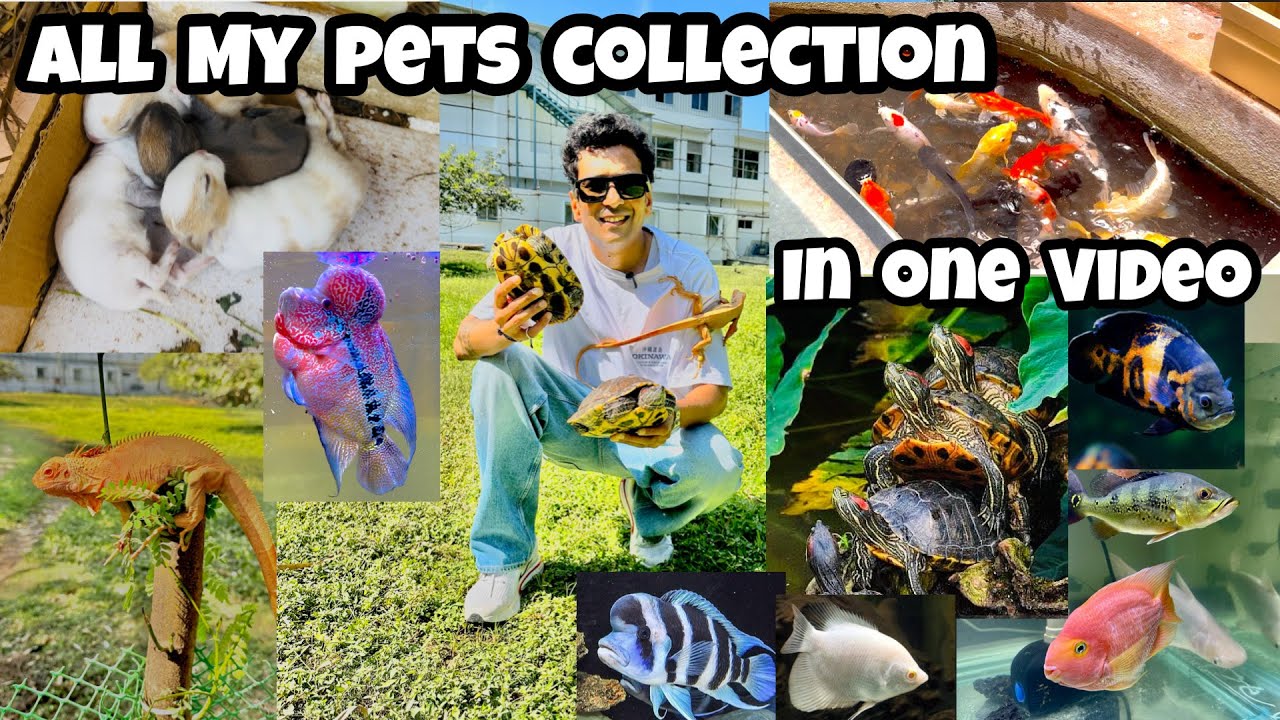 *My whole Fish collection* | India Aqua Boy Fish & Turtle collection ...
