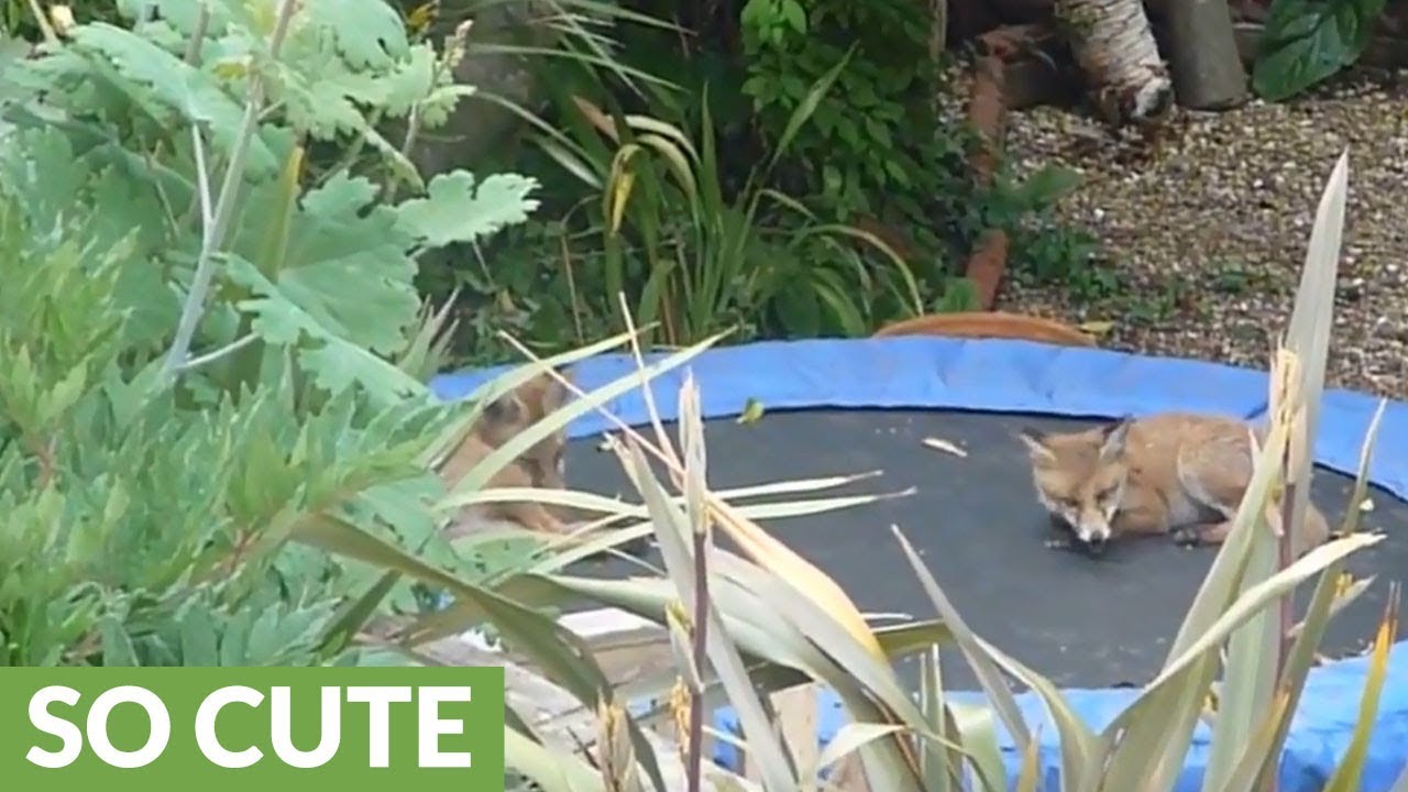 Wild fox cubs play on backyard trampoline - YouTube