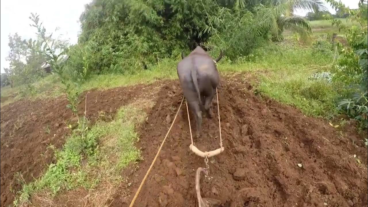 Pag aararo gamit ang kalabaw at pagtatanim ng sitaw at kamoteng kahoy - YouTube