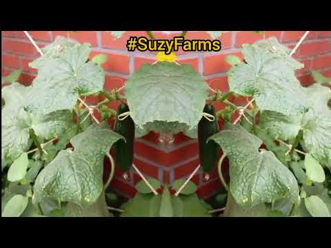 The joy of growing your own food in the backyard garden #SuzyFarms