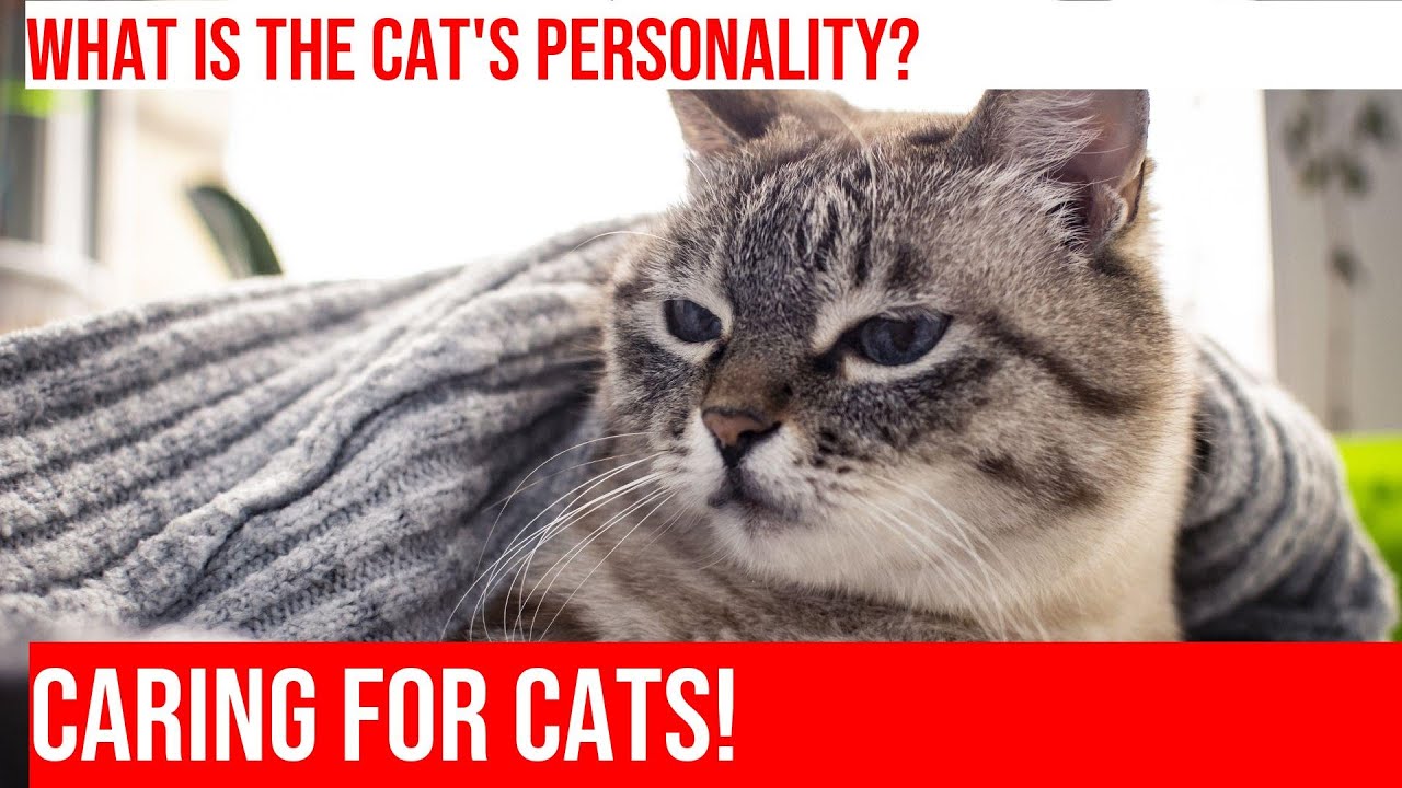 Caring for a Cat in College: Understanding Feline Behavior - YouTube