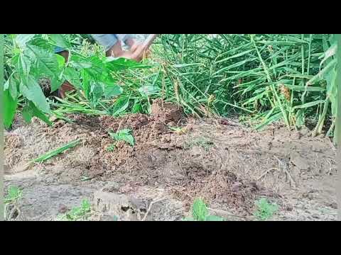 ඉගුරු වගාව Ginger Cultivation - iguru wagawa sinhala - Ginger Meson ...