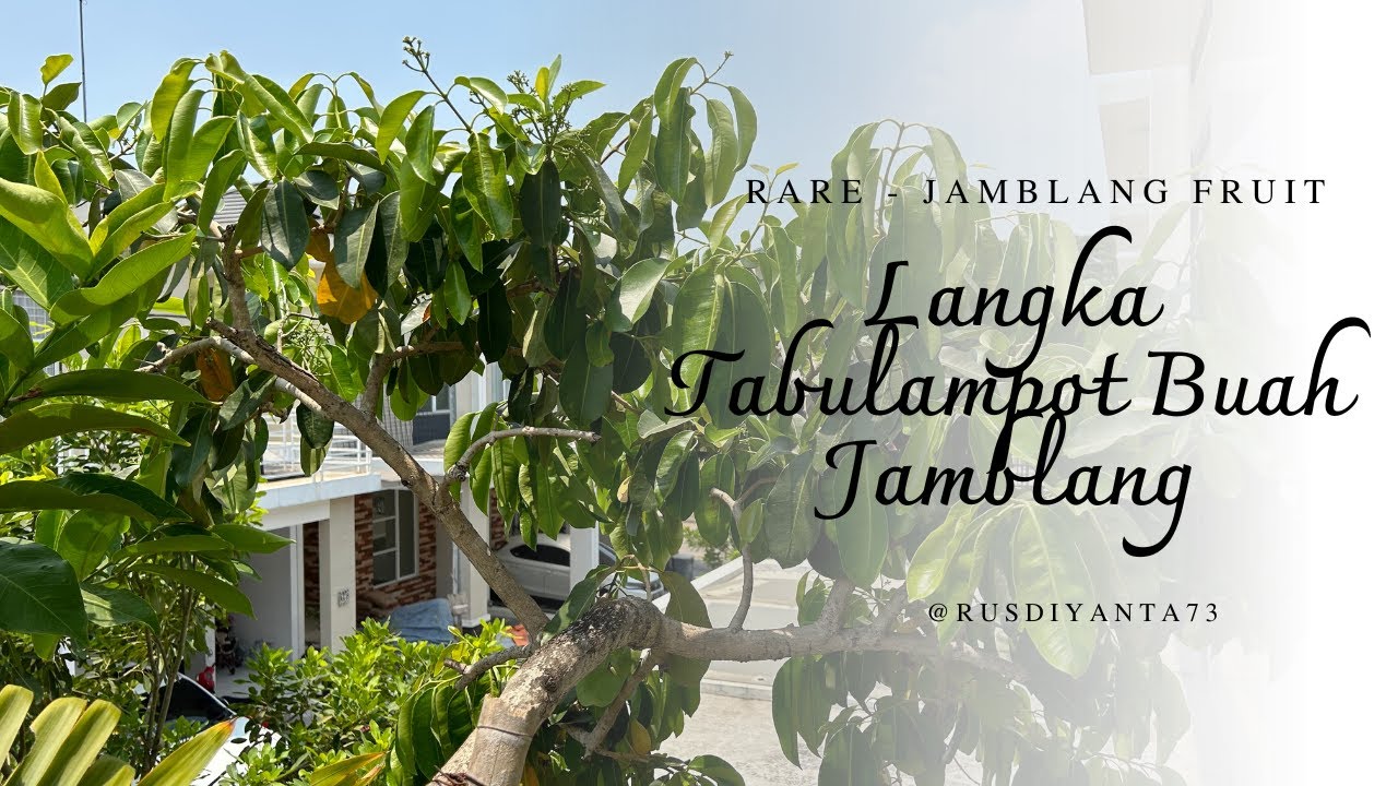 "LANGKA" Tabulampot Buah Jamblang !!! Rare Jamblang Fruit - YouTube