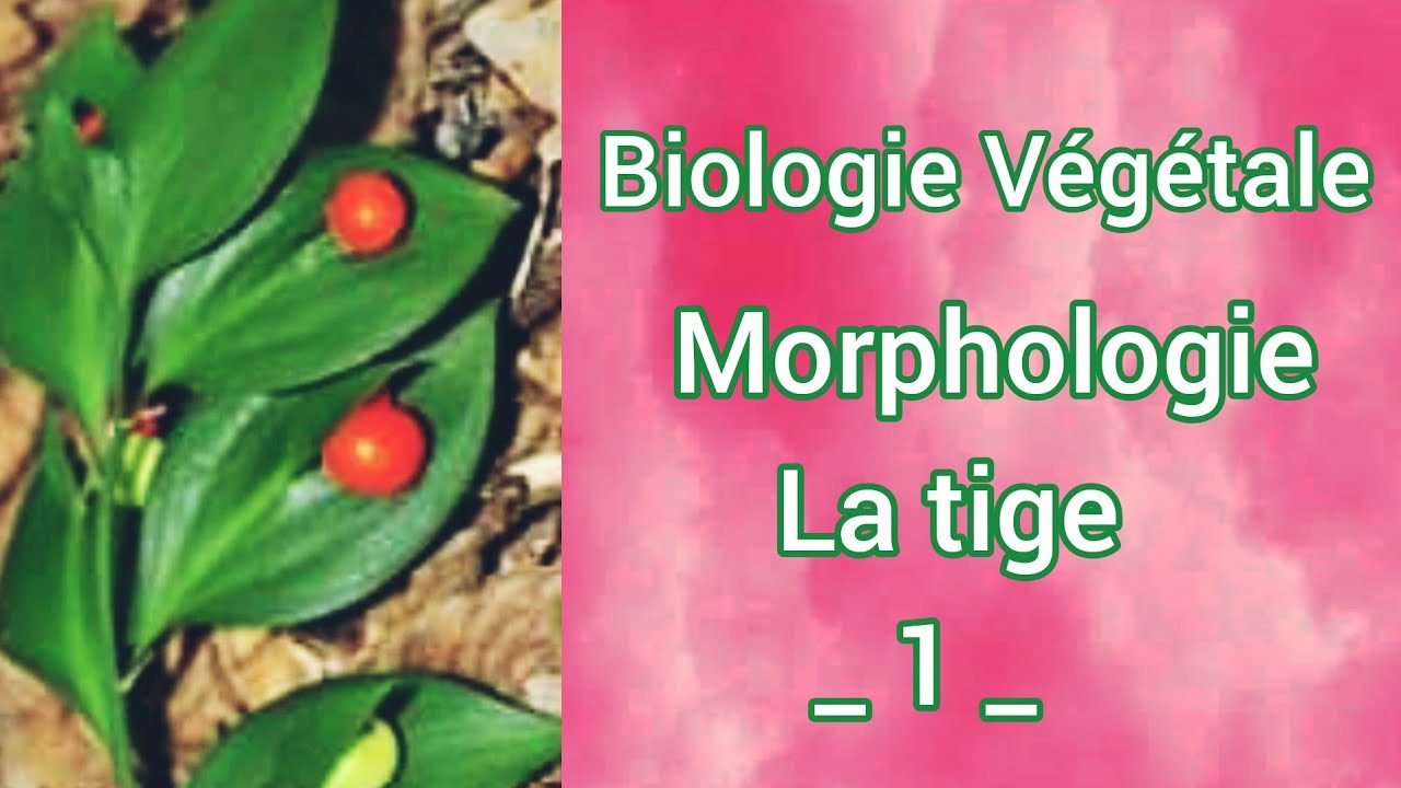 Morphologie Végétale_La tige_ partie 01_SNV.L1.S2 - YouTube