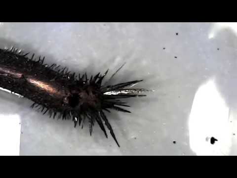 Tin crystals growing under a microscope - YouTube