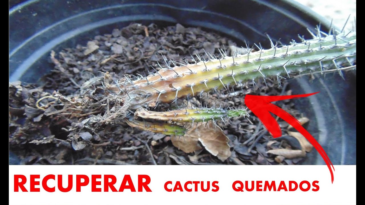 COMO RECUPERAR CACTUS PODRIDO - YouTube