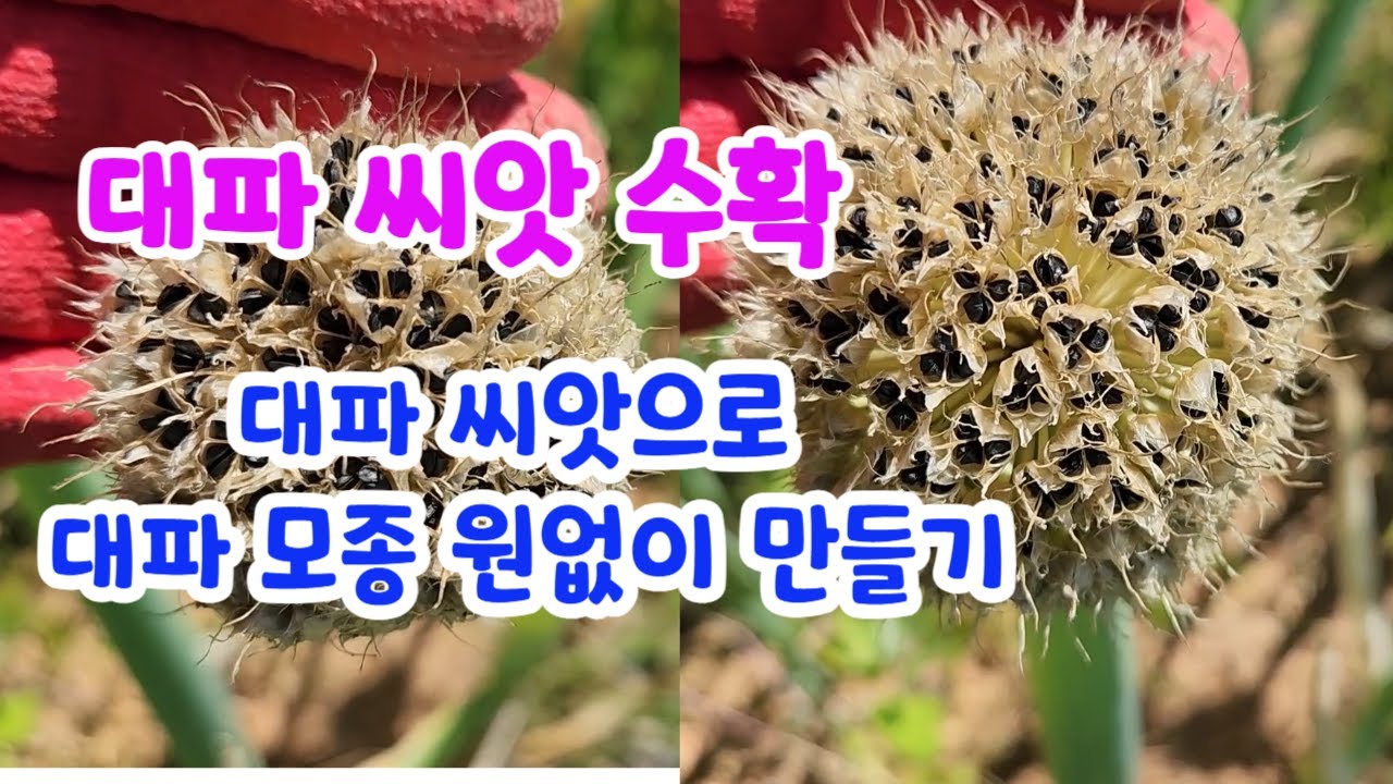대파 씨앗 수확 대파 한 포기로 씨앗 엄청 많이 받을 수 있어요 씨앗 파종 하여 대파 모종 원없이 만들어 보세요 Youtube