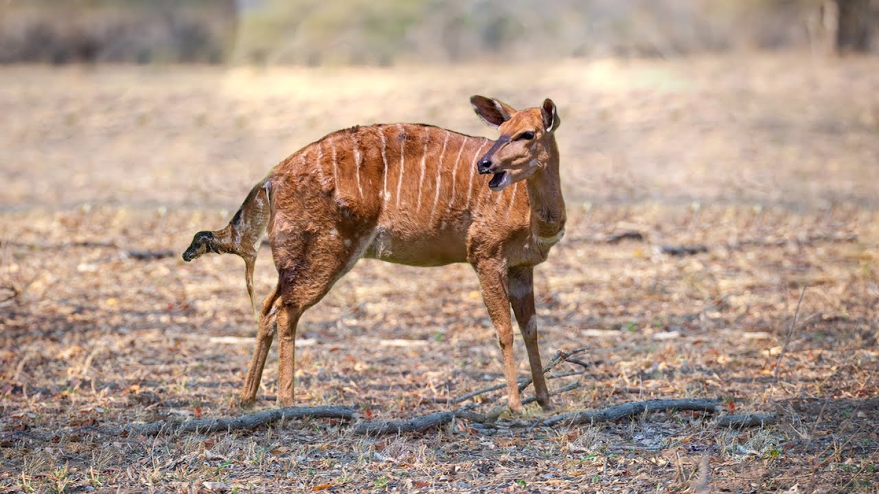 How Nyala Giving Birth Success - YouTube