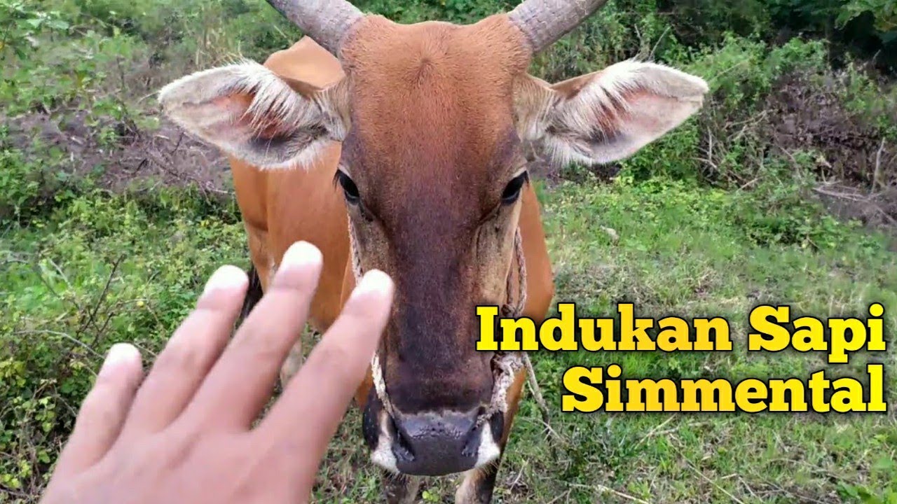 INDUKAN SAPI SIMMENTAL - YouTube